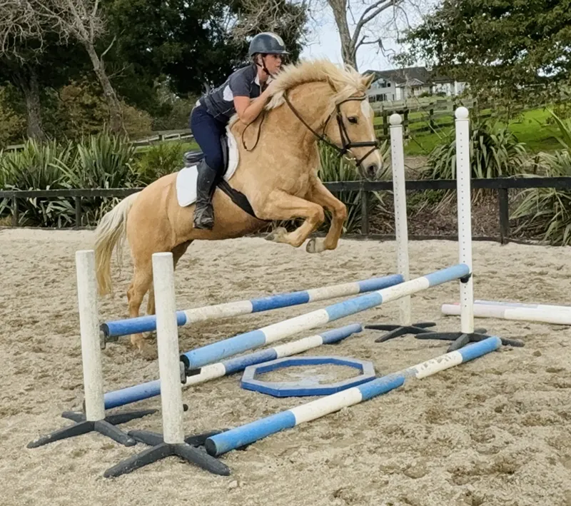 Horse Schooling – Dressage & Jumping - Brookby Heights